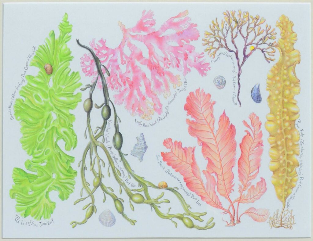 Scottish Seaweed – The Smith